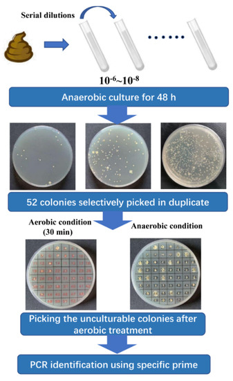 Microorganisms | Free Full-Text | Biodiversity and Physiological ...