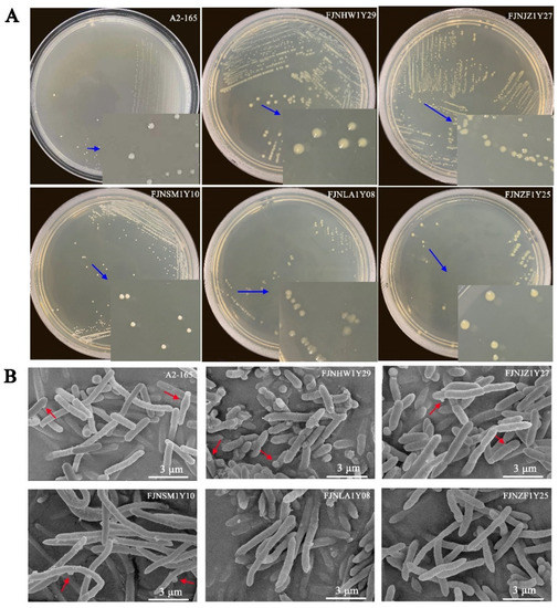 Biodiversity and Physiological Characteristics of Novel ...