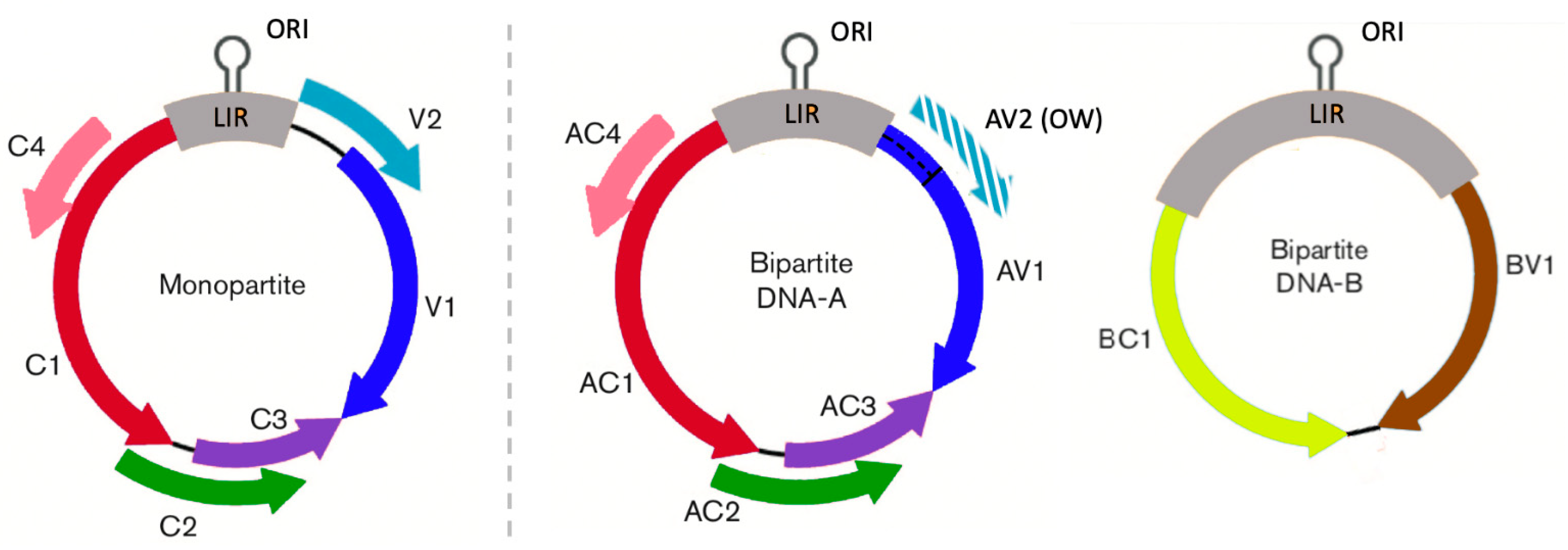 Gene Overlapping as a Modulator of Begomovirus Evolution