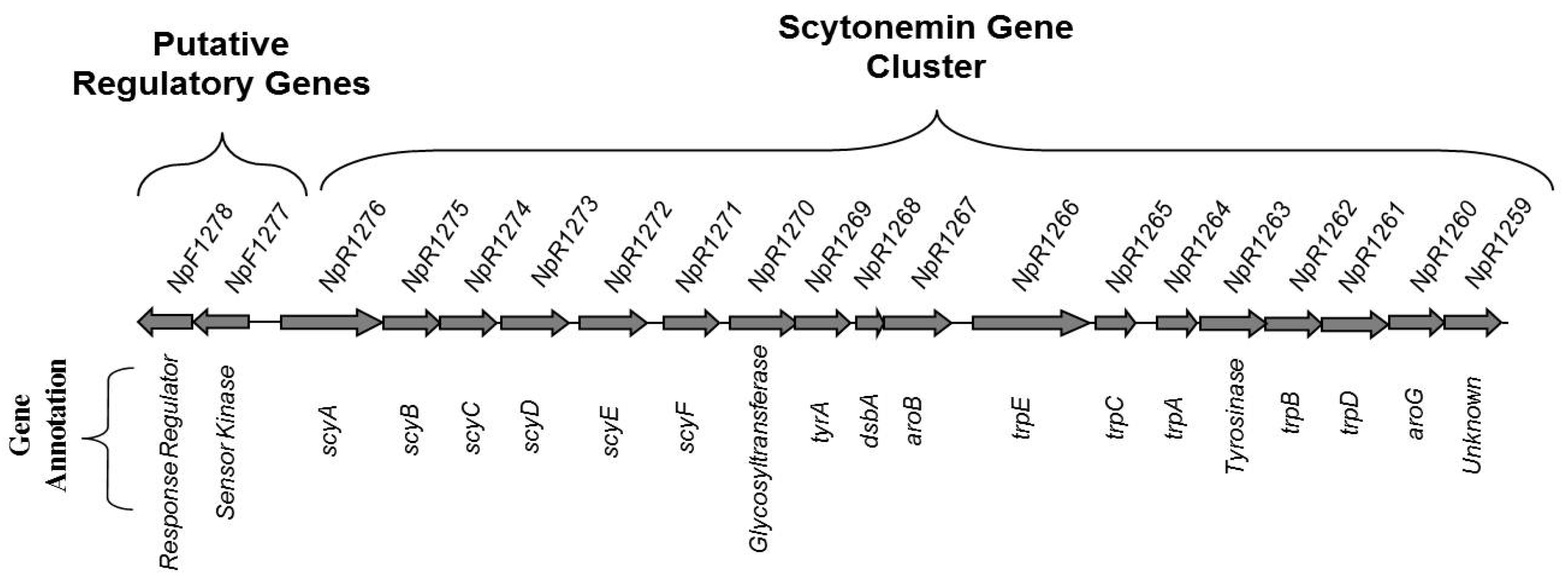 Expression of Scytonemin Biosynthesis Genes under Alternative Stress ...