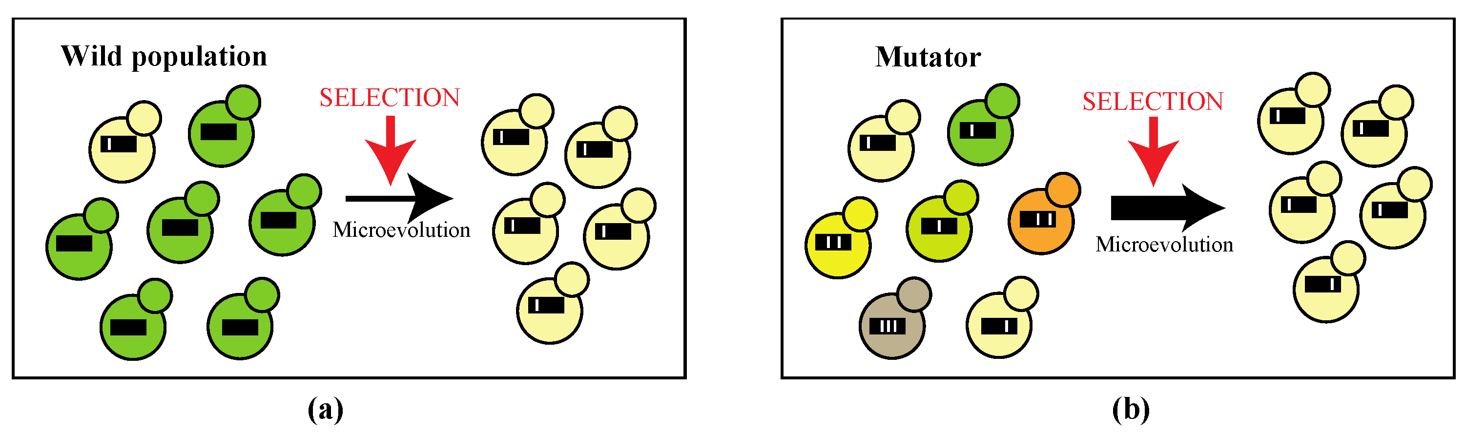Microevolution Microevolution