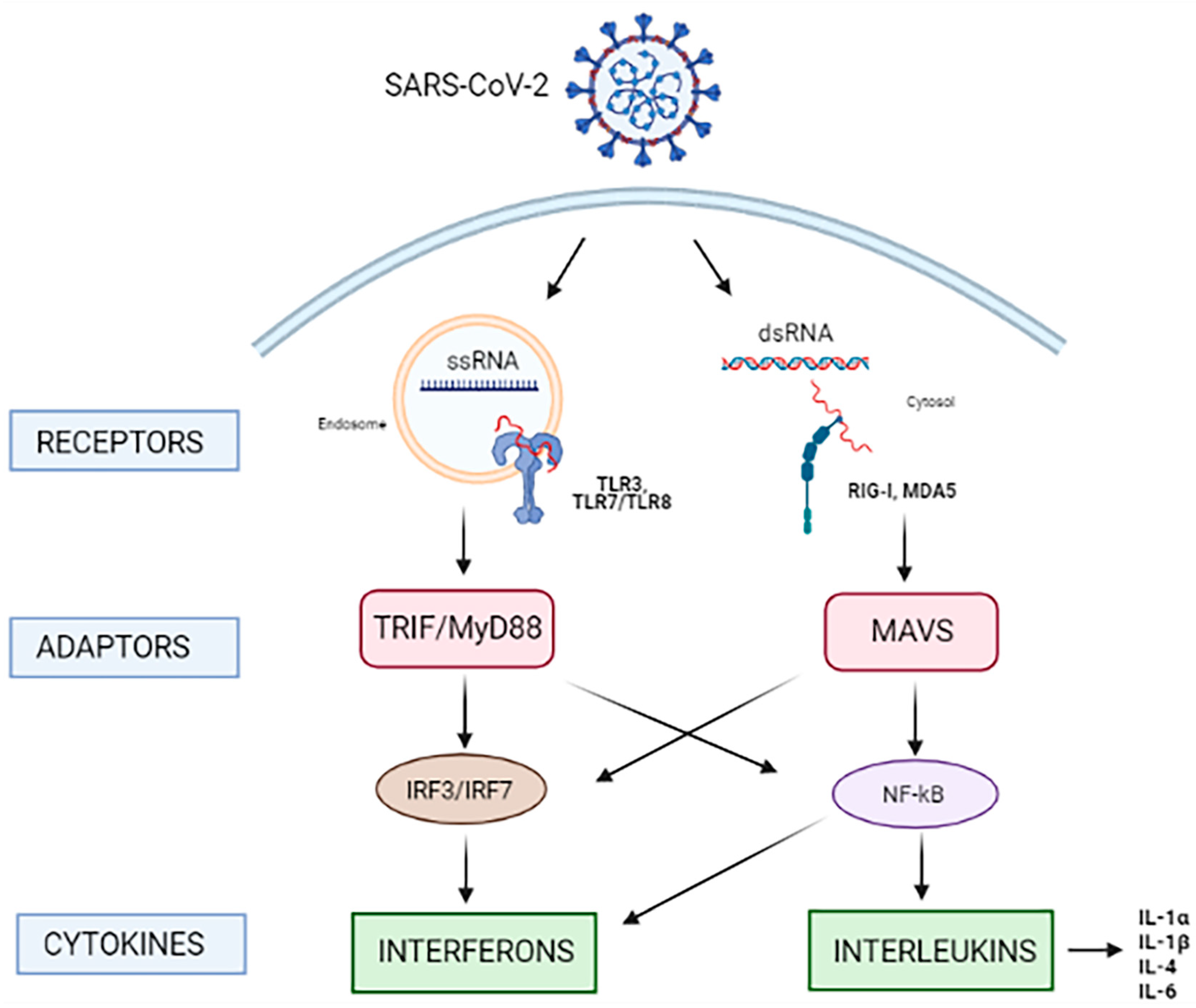 Innate Immune Response in SARS-CoV-2 Infection