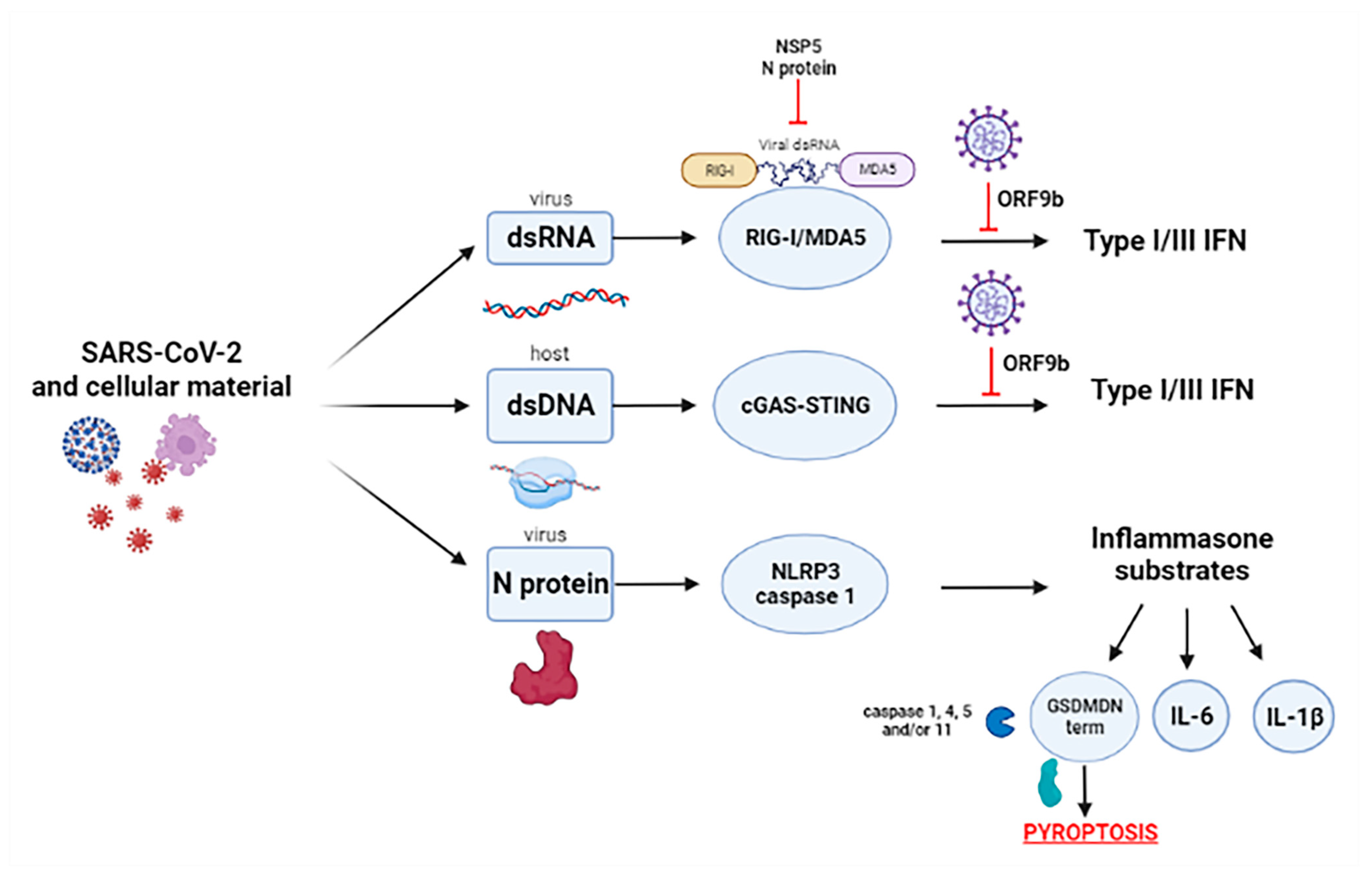 Innate Immune Response in SARS-CoV-2 Infection