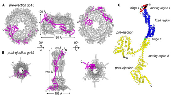 Viral Ejection Proteins: Mosaically Conserved, Conformational Gymnasts