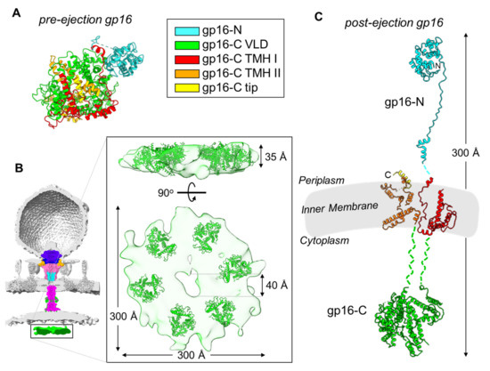 Viral Ejection Proteins: Mosaically Conserved, Conformational Gymnasts