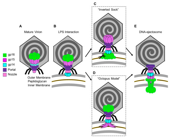 Viral Ejection Proteins: Mosaically Conserved, Conformational Gymnasts