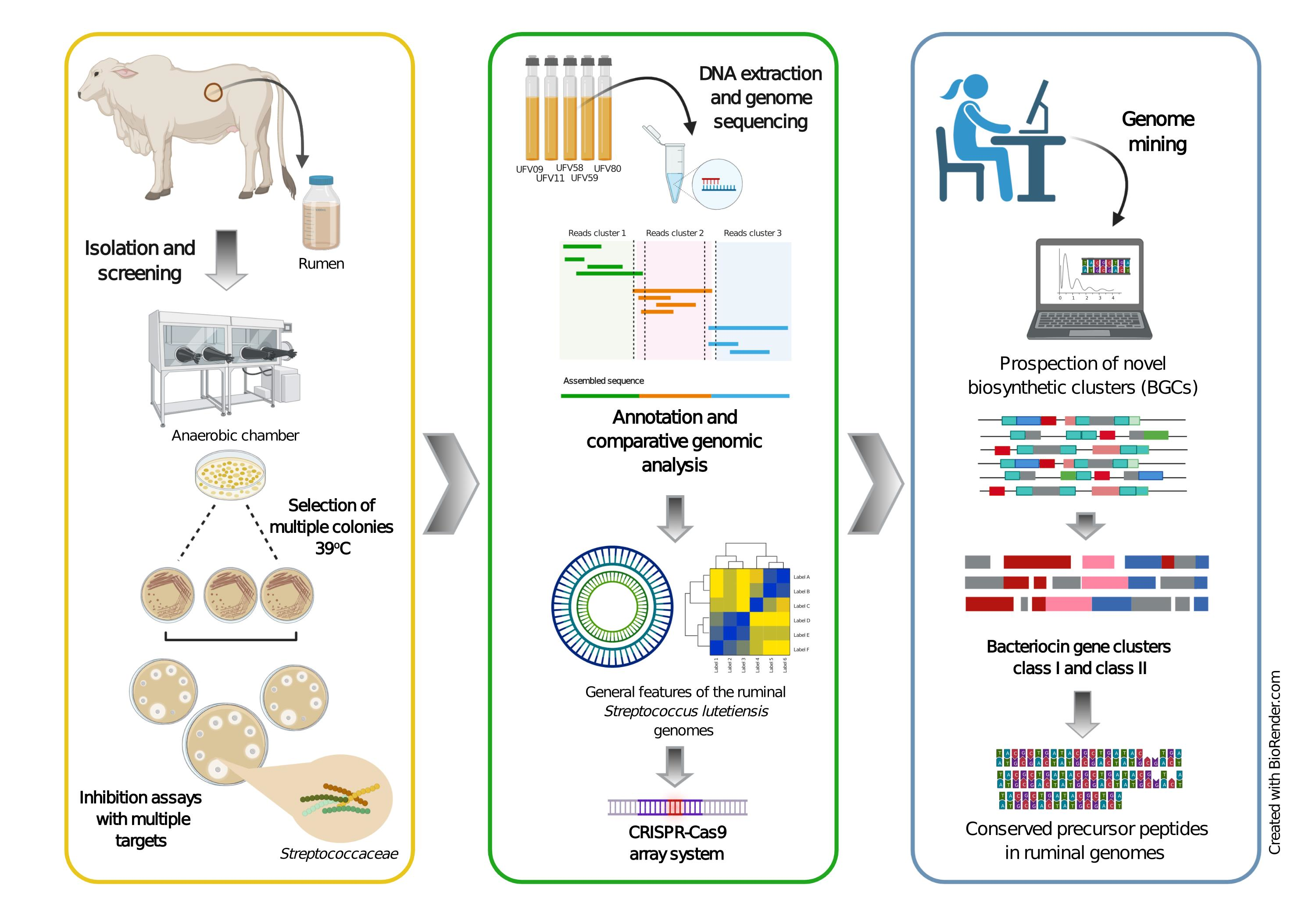 Microorganisms | Free Full-Text | Whole-Genome Sequencing and ...