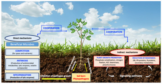 Biological Control of Plant Pathogens: A Global Perspective