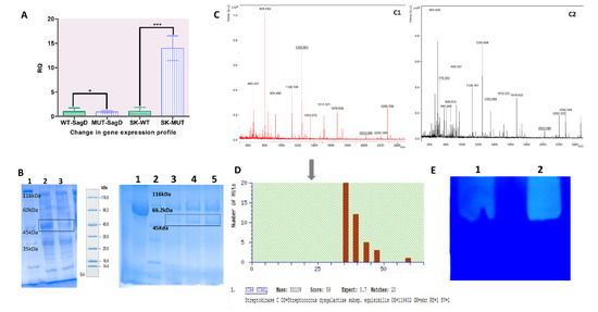Microorganisms | Special Issue : Microbial Cell Factories