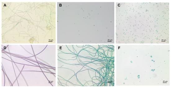Cyanobacteria: Model Microorganisms and Beyond