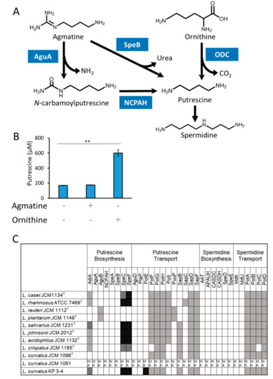 Putrescine Production by Latilactobacillus curvatus KP 3-4 Isolated ...
