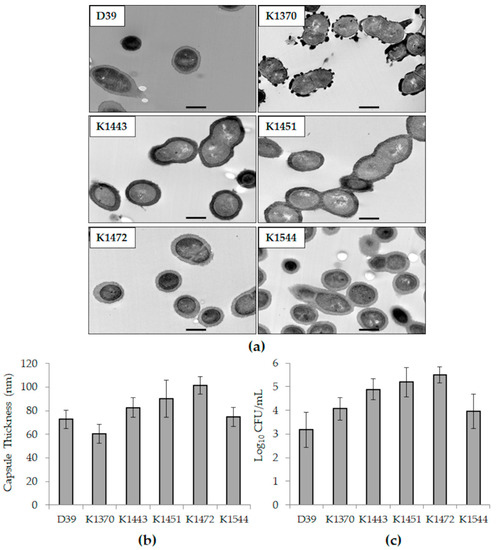 Bacterial Capsule Stain