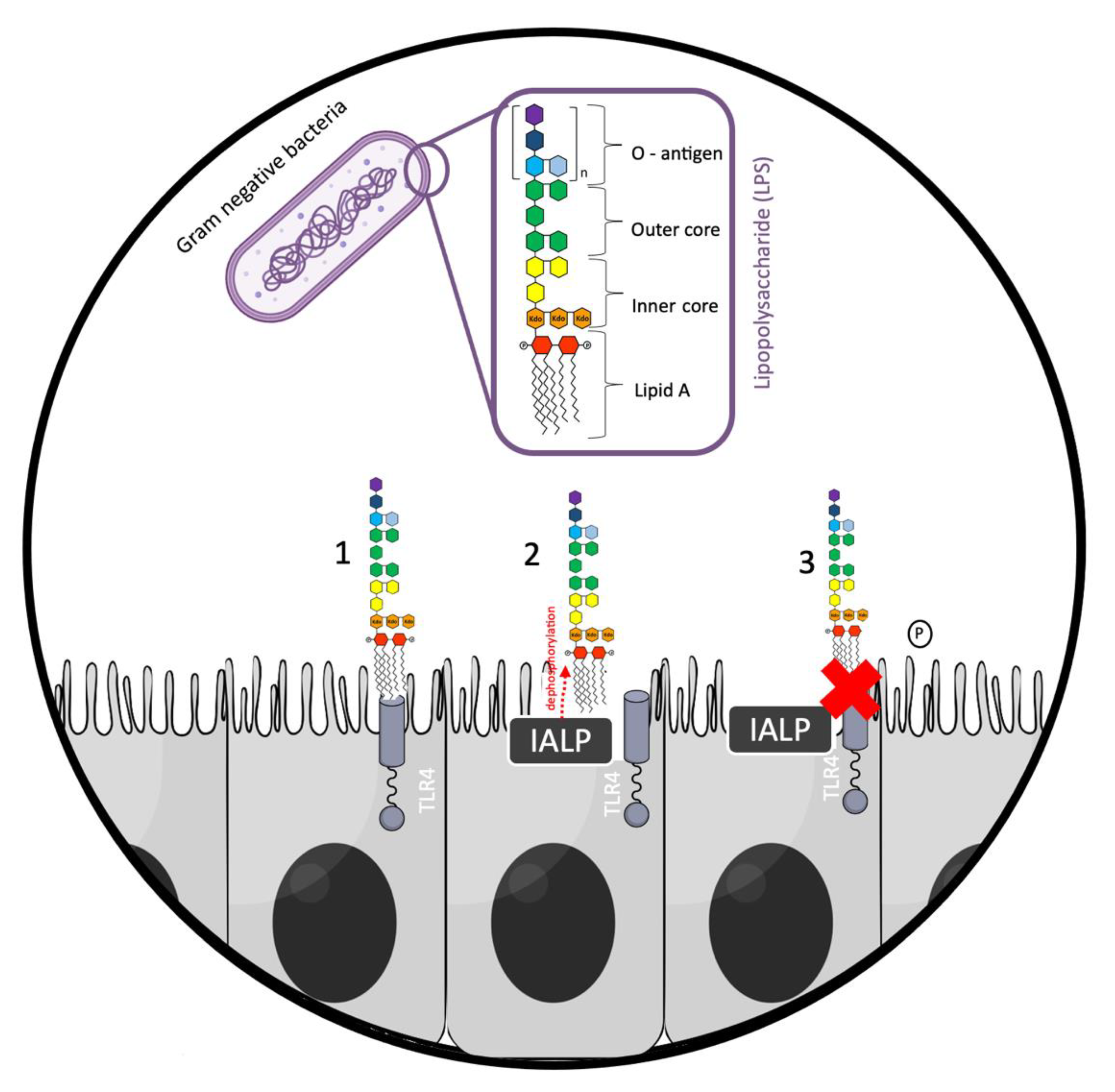 Intestinal Alkaline Phosphatase: A Review of This Enzyme Role in the ...