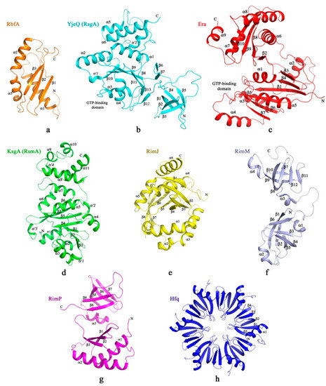 Protein Assistants of Small Ribosomal Subunit Biogenesis in Bacteria