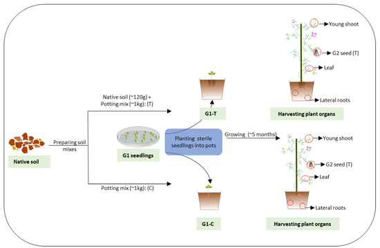 The Role of Soil Microbial Diversity in the Conservation of Native Seed ...