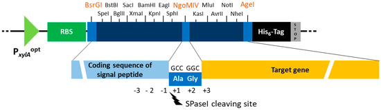 Construction and Application of a Plasmid-Based Signal Peptide Library ...