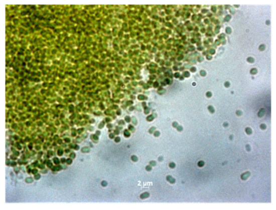 Microorganisms | Special Issue : Phototrophic Bacteria