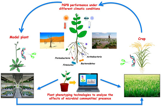 Exploitation of Plant Growth Promoting Bacteria for Sustainable ...