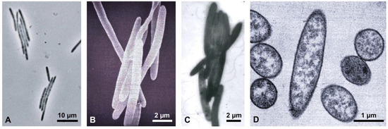 Genomic Features of the Bundle-Forming Heliobacterium Heliophilum fasciatum