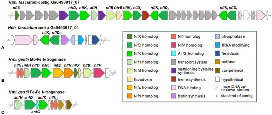 Genomic Features of the Bundle-Forming Heliobacterium Heliophilum fasciatum