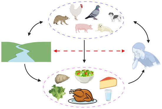Microbiology and Epidemiology of Escherichia albertii—An Emerging ...
