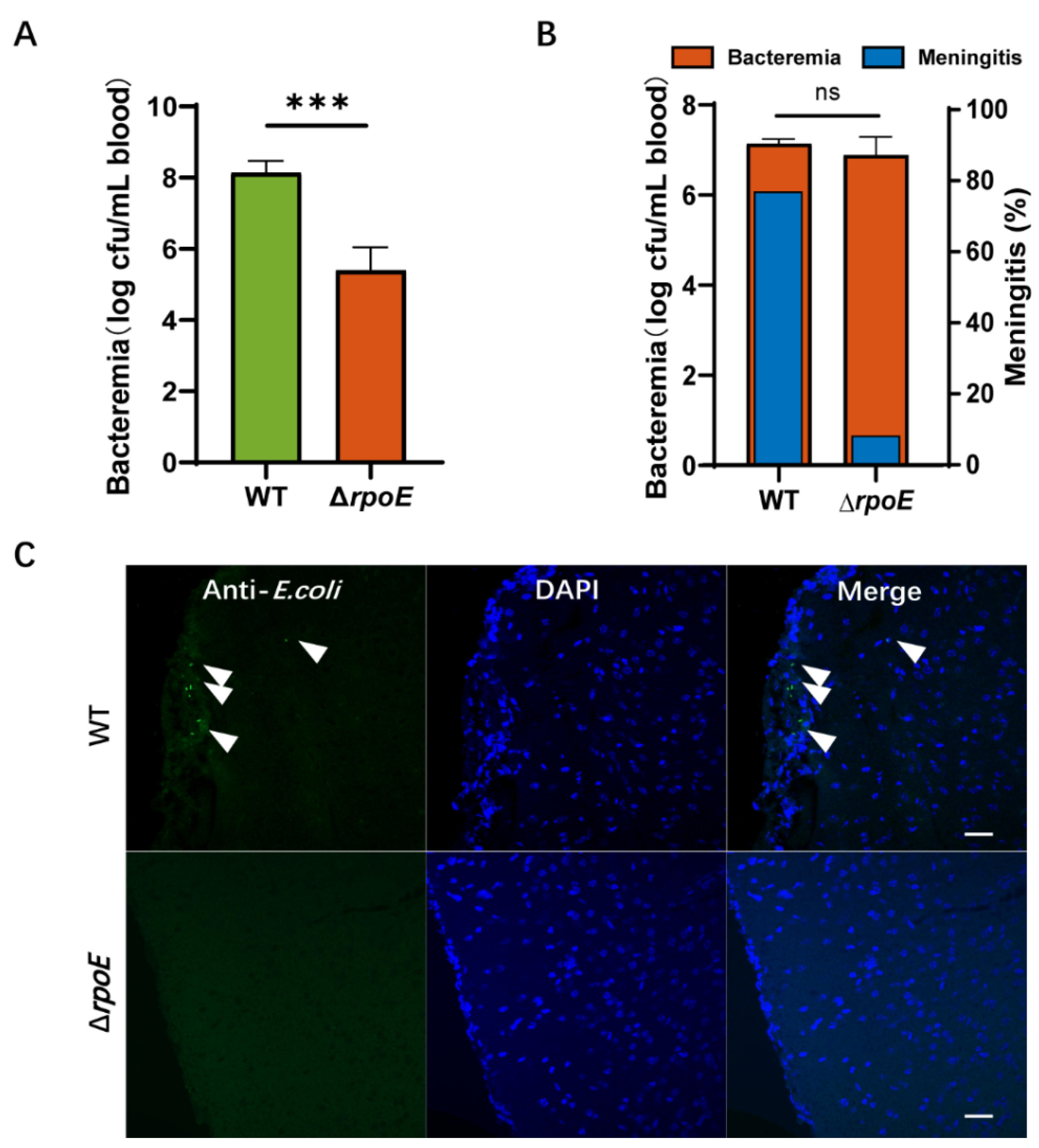 RpoE Facilitates Stress-Resistance, Invasion, and Pathogenicity of ...