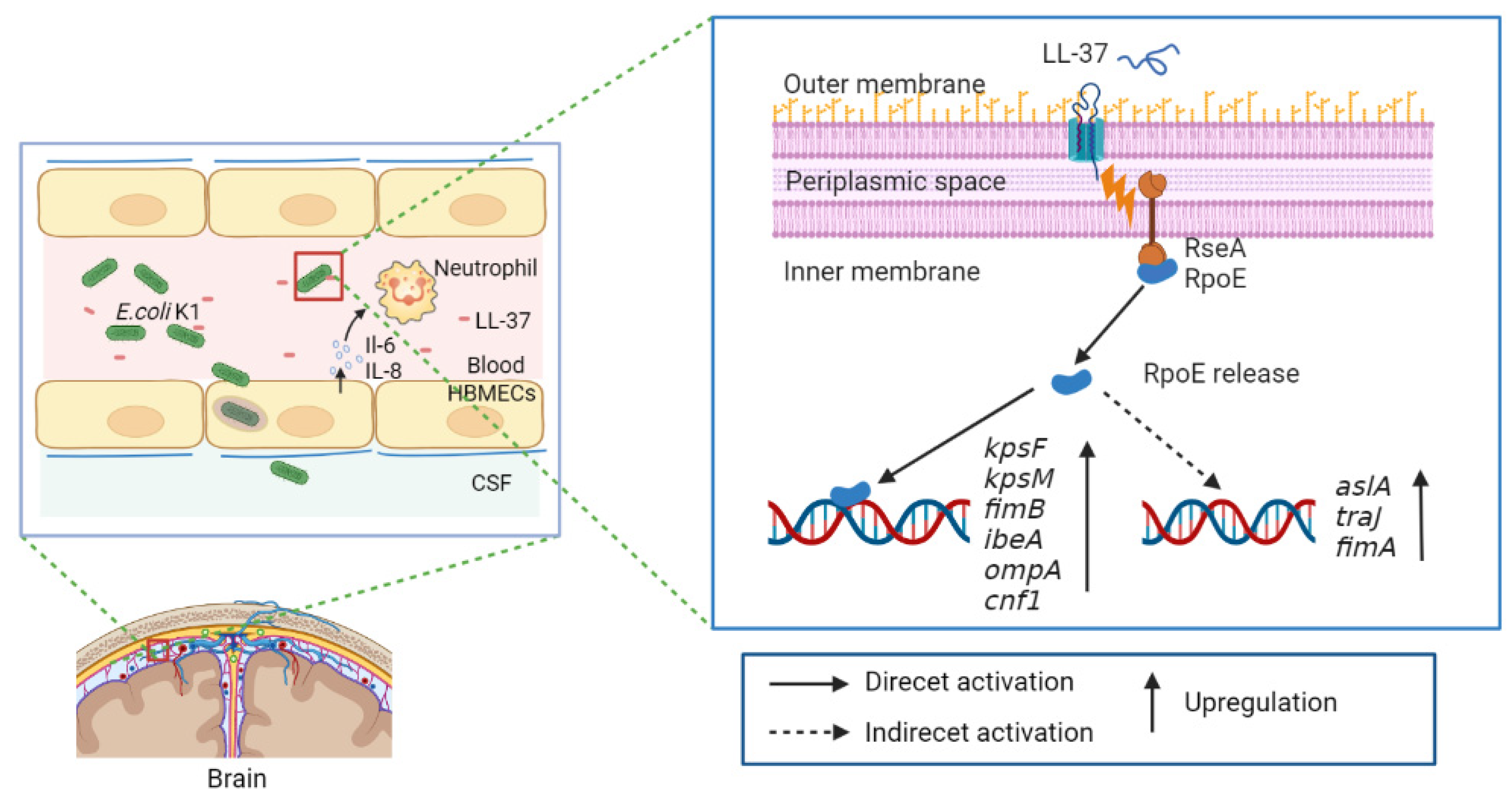 RpoE Facilitates Stress-Resistance, Invasion, and Pathogenicity of ...