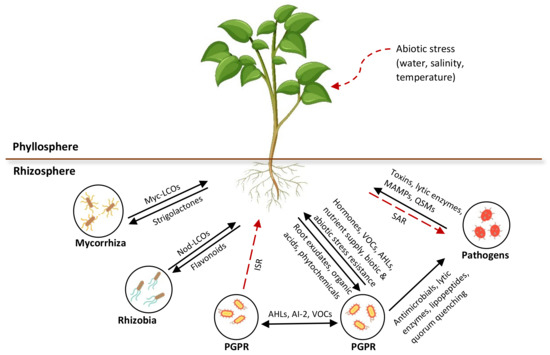 Rhizosphere Signaling: Insights into Plant–Rhizomicrobiome Interactions ...