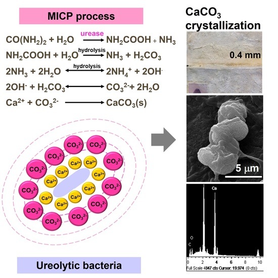 Microorganisms | Free Full-Text | Biocalcifying Potential of Ureolytic ...
