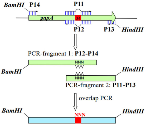 Engineering of Escherichia coli Glyceraldehyde-3-Phosphate ...