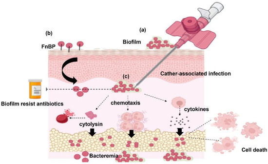 Clinical Infections, Antibiotic Resistance, and Pathogenesis of ...