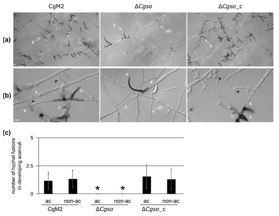 Hyphal Fusions Enable Efficient Nutrient Distribution in Colletotrichum ...