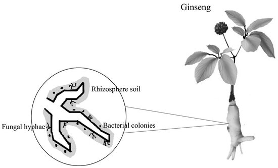 Microorganisms | Special Issue : Rhizosphere Microbial Community