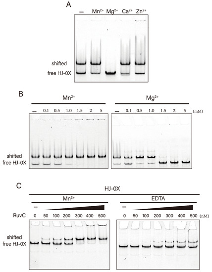 Structural and Functional Characterization of the Holliday Junction ...