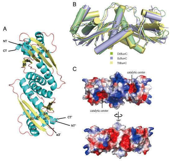 Structural and Functional Characterization of the Holliday Junction ...