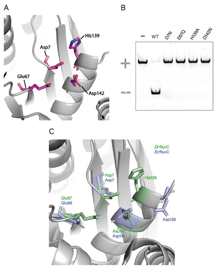Structural and Functional Characterization of the Holliday Junction ...