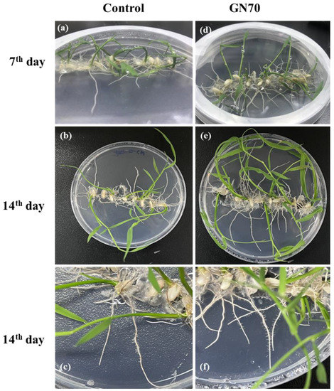 An Isolated Arthrobacter sp. Enhances Rice (Oryza sativa L.) Plant Growth