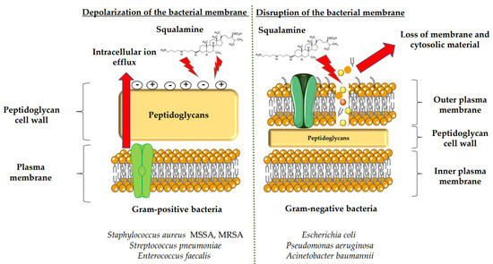 Squalamine and Its Aminosterol Derivatives: Overview of Biological ...