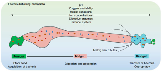 Diversity and Functional Roles of the Gut Microbiota in Lepidopteran ...