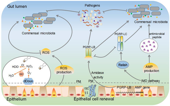 Diversity and Functional Roles of the Gut Microbiota in Lepidopteran ...