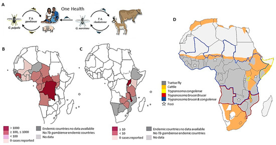 Current Treatments to Control African Trypanosomiasis and One Health ...