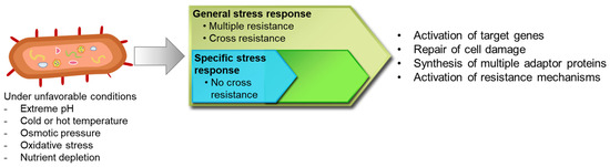 Bacterial Stress Responses as Potential Targets in Overcoming ...