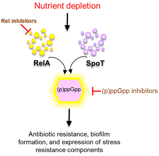 Bacterial Stress Responses as Potential Targets in Overcoming ...