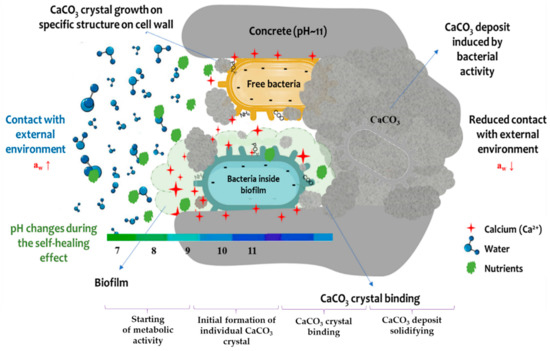 Relationship between Bacterial Contribution and Self-Healing Effect of ...