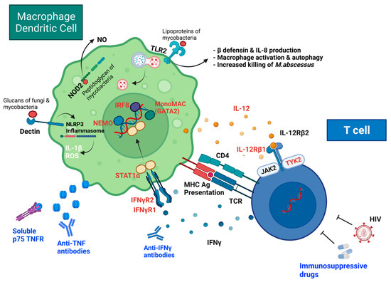 Mycobacterium abscessus: It’s Complex