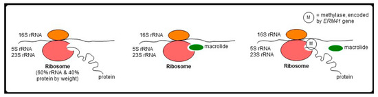Mycobacterium abscessus: It’s Complex