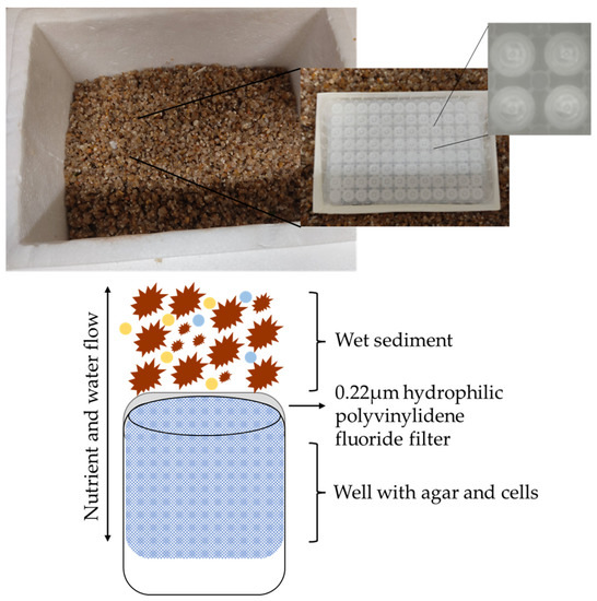 iChip-Inspired Isolation, Bioactivities and Dereplication of ...