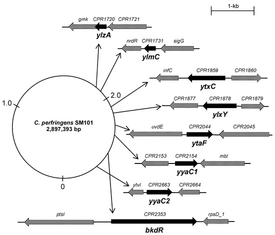 Characterization of Putative Sporulation and Germination Genes in ...