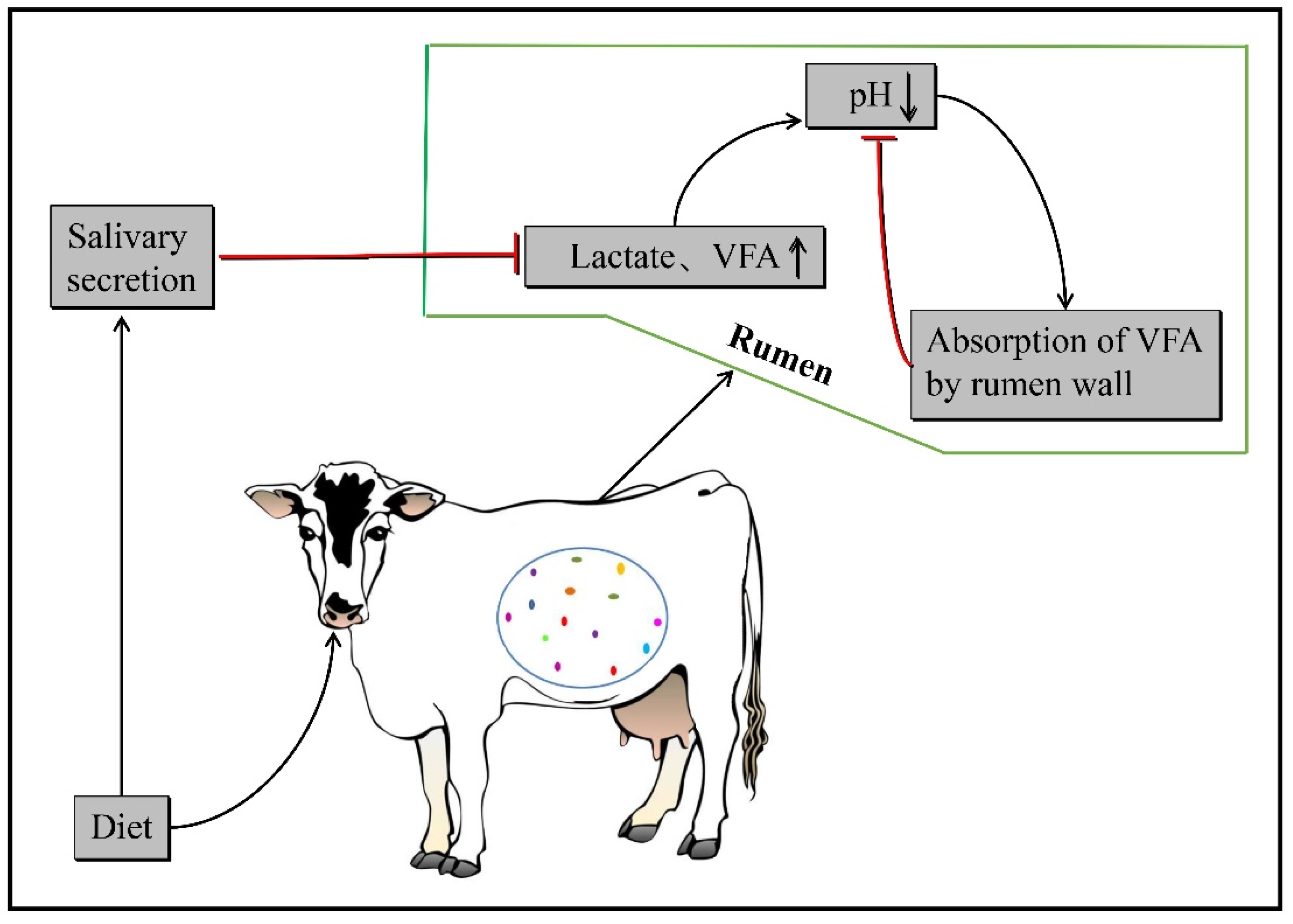 Microorganisms Free Full Text The Role Of Rumen Microbiota And Its