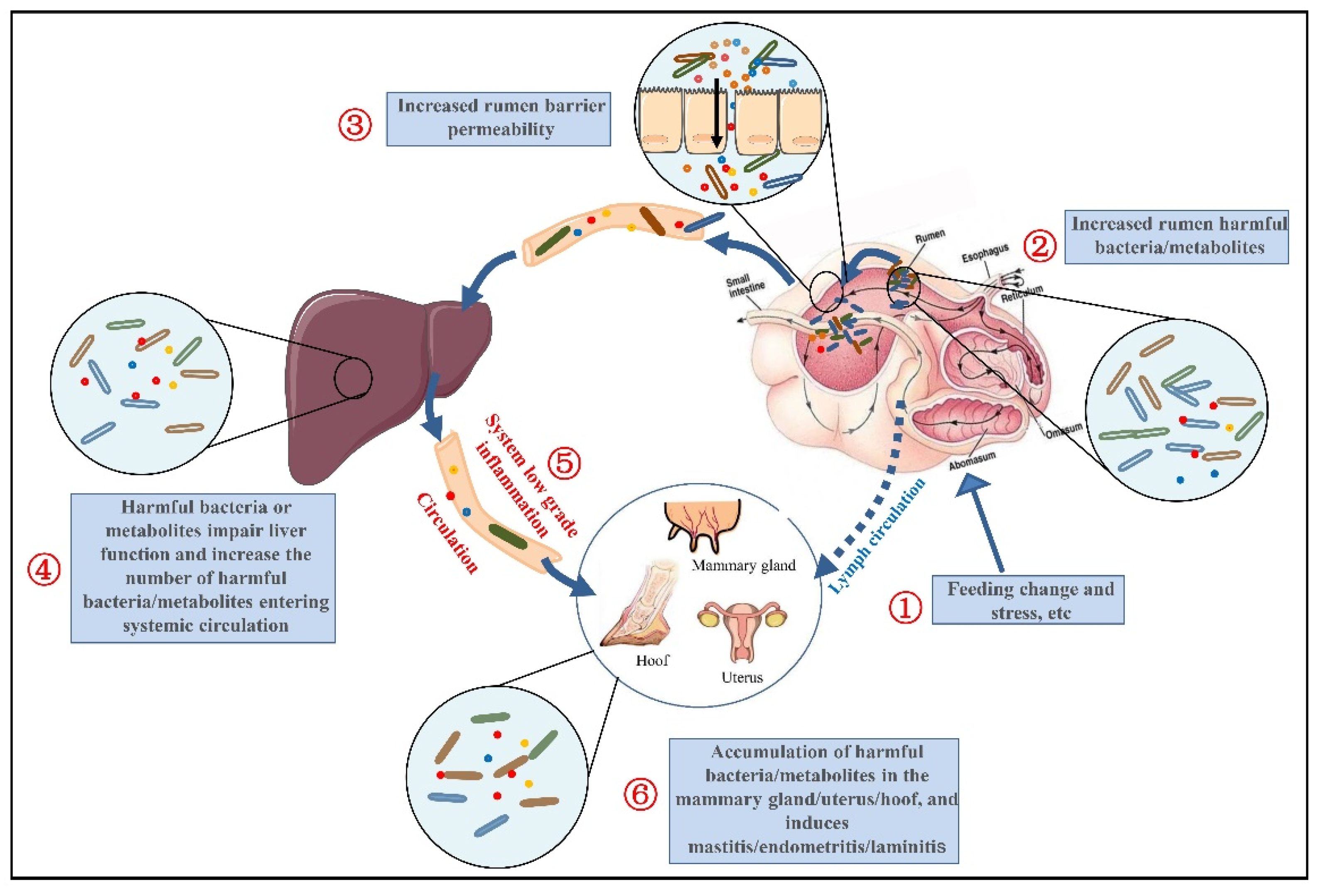 Microorganisms Free Full Text The Role Of Rumen Microbiota And Its